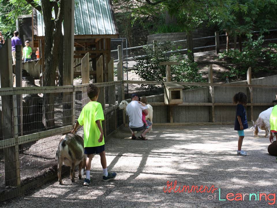 Summer Fun: Zoo! - Glimmers of Learning
