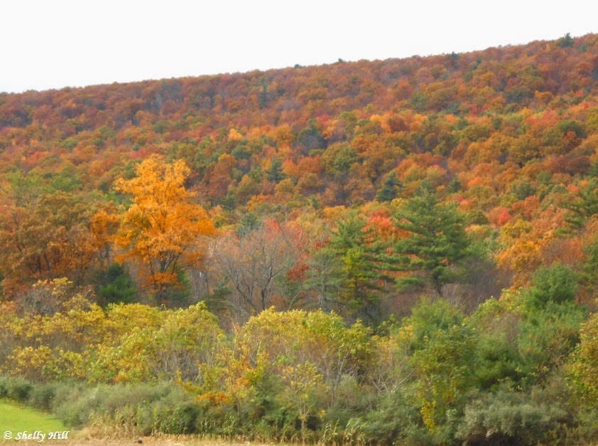 Pennsylvania & Beyond Travel Blog: Fall Foliage in Pennsylvania #FallInPA Pennsylvania & Beyond Travel Blog: Fall Foliage in Pennsylvania #FallInPA