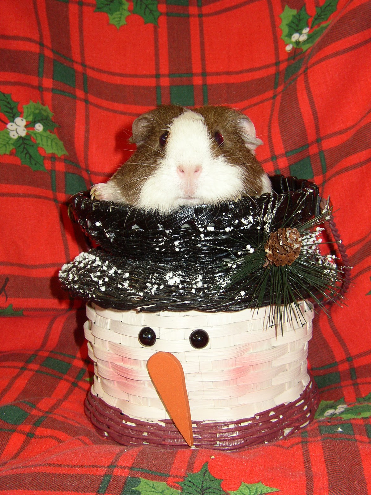 Class Pet: Molly the Wonder-pet/Guinea Pig Extraordinaire!