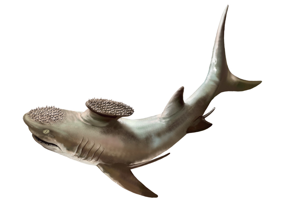 Stethacanthus (†) | Geofrik's Blog