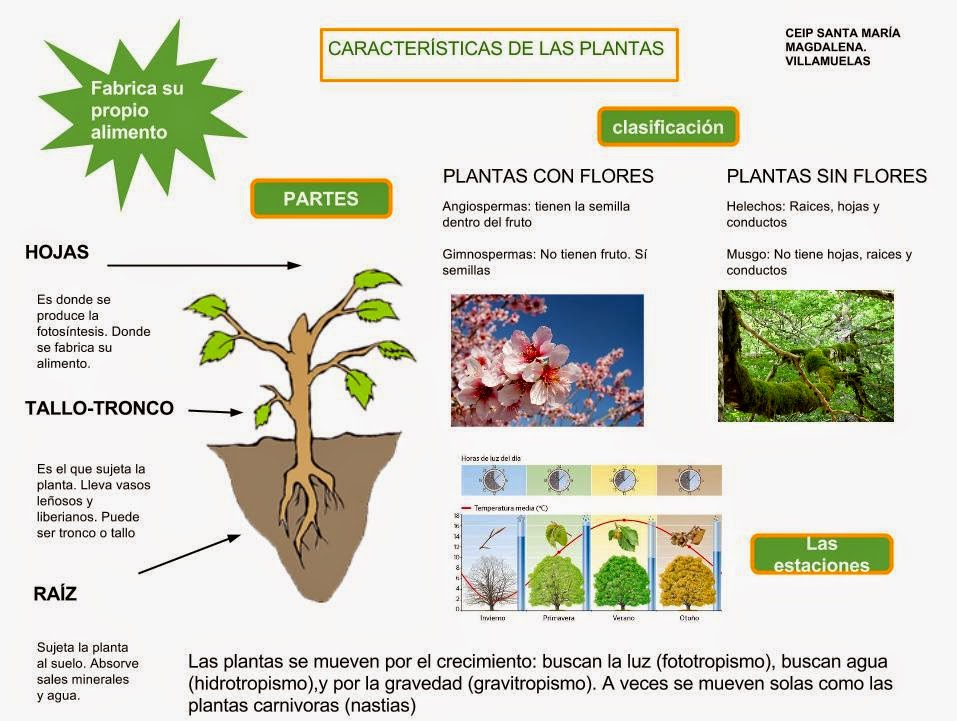 Investigo y comparto: ESQUEMA DE LAS PLANTAS