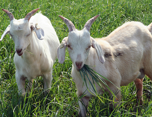 Science Eating Habits Of Animals science-eating-habits-of-animals