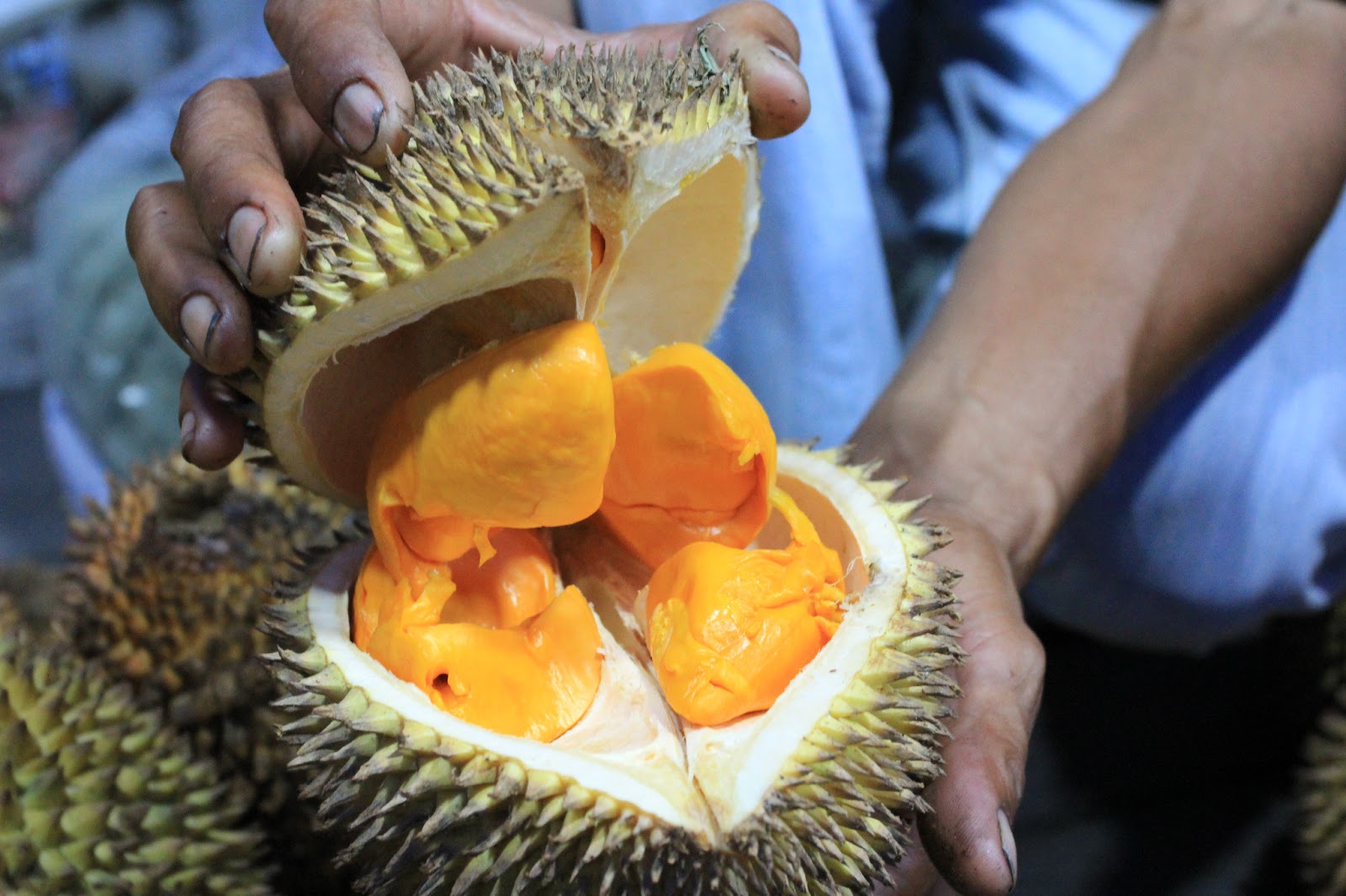 Buah Elai - Perumperindo.co.id