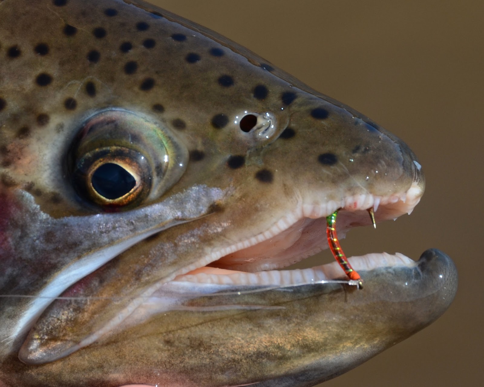 The Gut-Bomb Revisited - Fly Fish Food -- Fly Tying and Fly Fishing The Gut-Bomb Revisited - Fly Fish Food -- Fly Tying and Fly Fishing