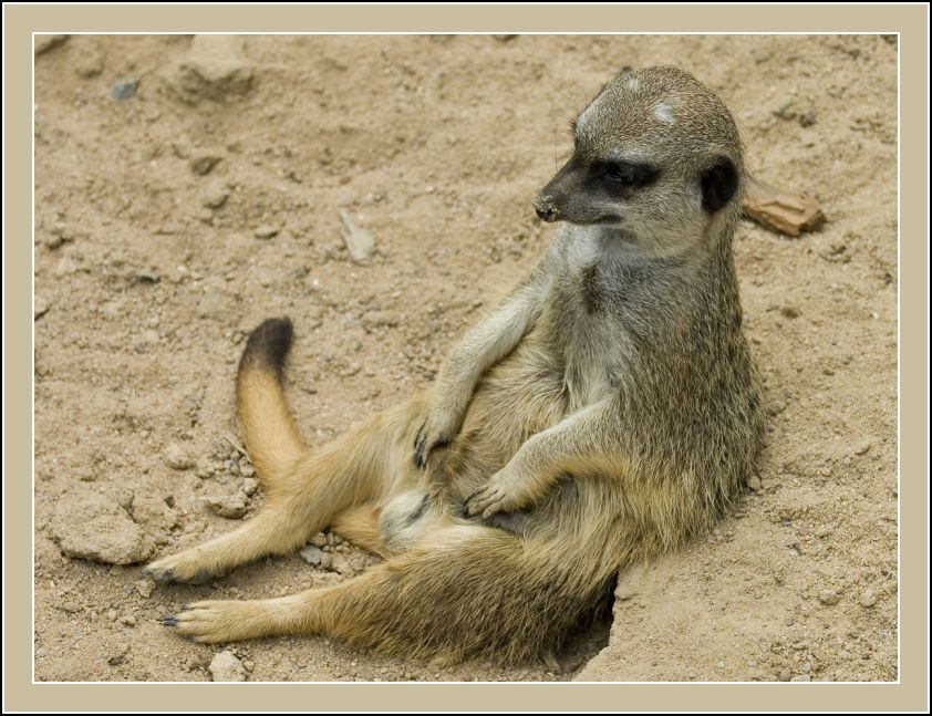 Image Gallary 9 Funny Stupid Animals Pictures image-gallary-9-funny-stupid-animals-pictures