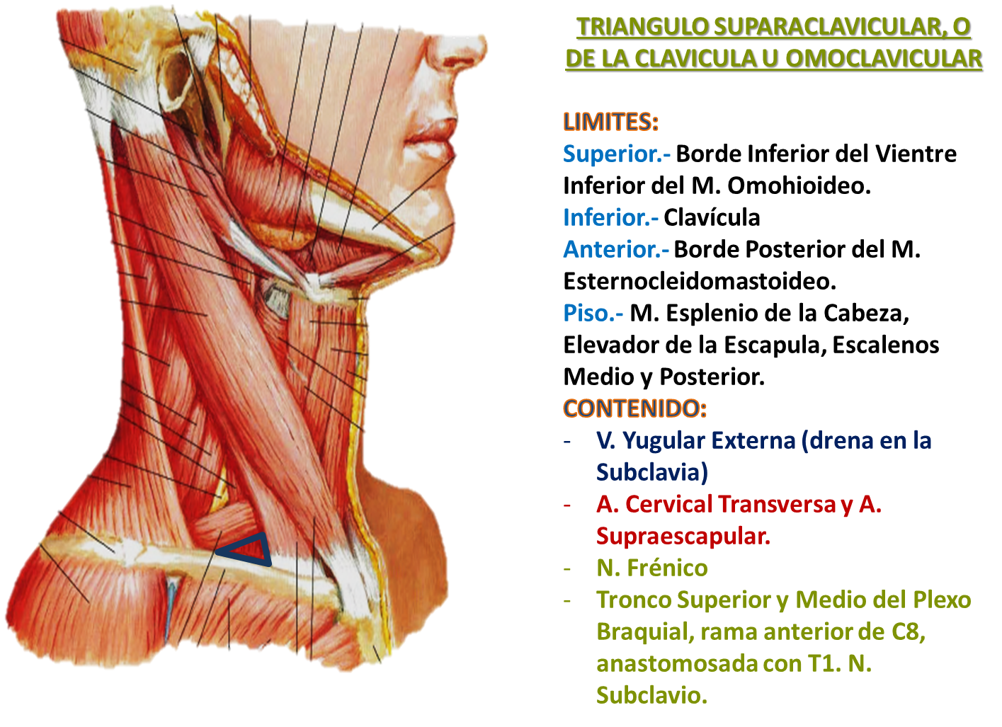 Triangulos del Cuello: triangulos del cuello