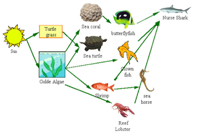 The Incredible Coral Reef: The Food Web: Predators and Their Prey