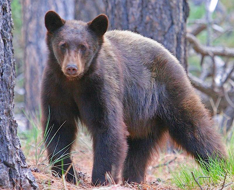 KXMX Local News Black Bears Expanding Territory kxmx-local-news-black-bears-expanding-territory