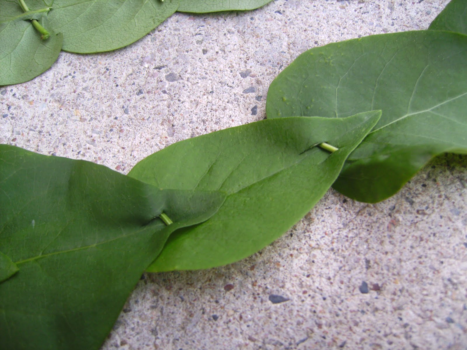 words make everything better.: how to make a crown of leaves