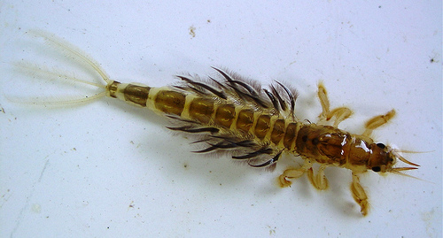 Casters Fly Shop: Burrowing Mayfly Nymph Pattern- Daiichi 1870, Flymen ... Casters Fly Shop: Burrowing Mayfly Nymph Pattern- Daiichi 1870, Flymen ...