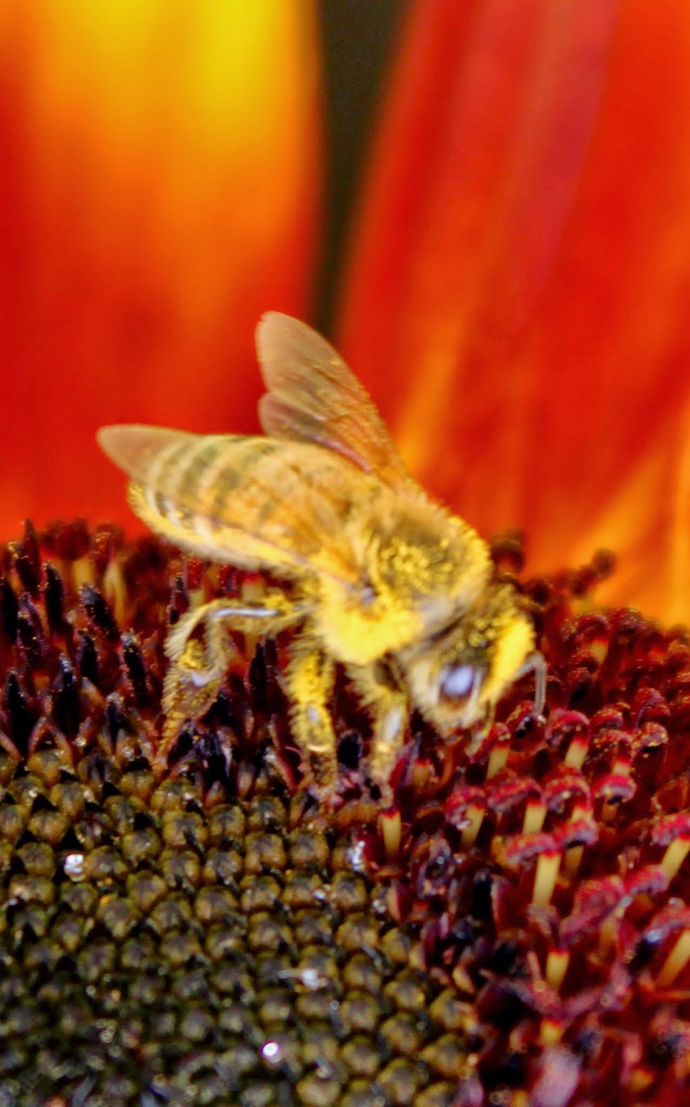 The Murray Chronicles : Why bees are disappearing ~ a TED Talk by Marla ...