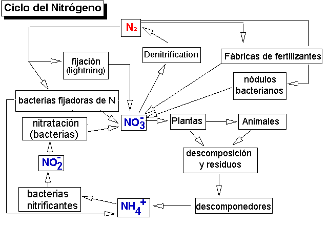 Biomedica..?: Ciclo del nitrógeno (ciclo de la urea)