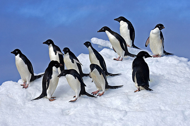 Lovely Animals Blog Important Facts About Adelie Penguin lovely-animals-blog-important-facts-about-adelie-penguin