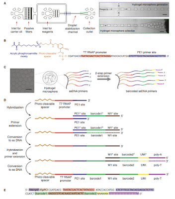 Even more microfulidic RNA-seq: Drop-seq - Enseqlopedia