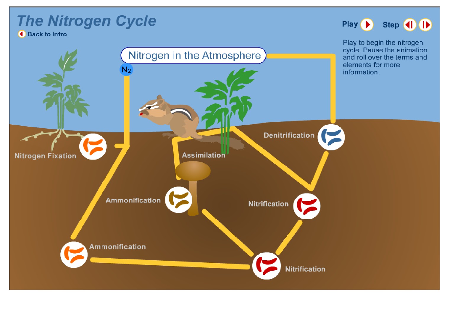 Nitrogen Biogeochemical Cycle Nitrogen Biogeochemical Cycle
