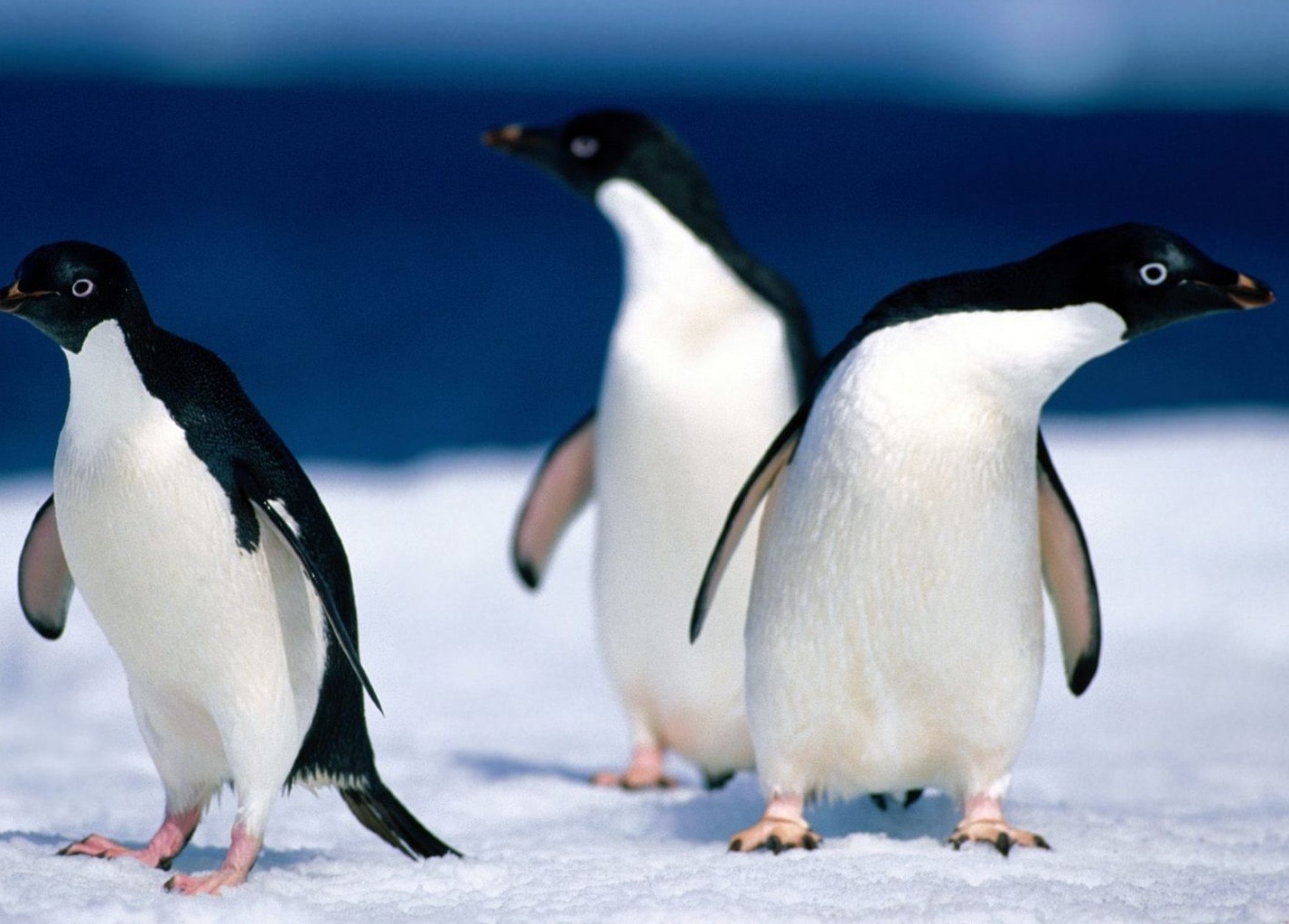 Adelie Penguins The Life Of Animals adelie-penguins-the-life-of-animals