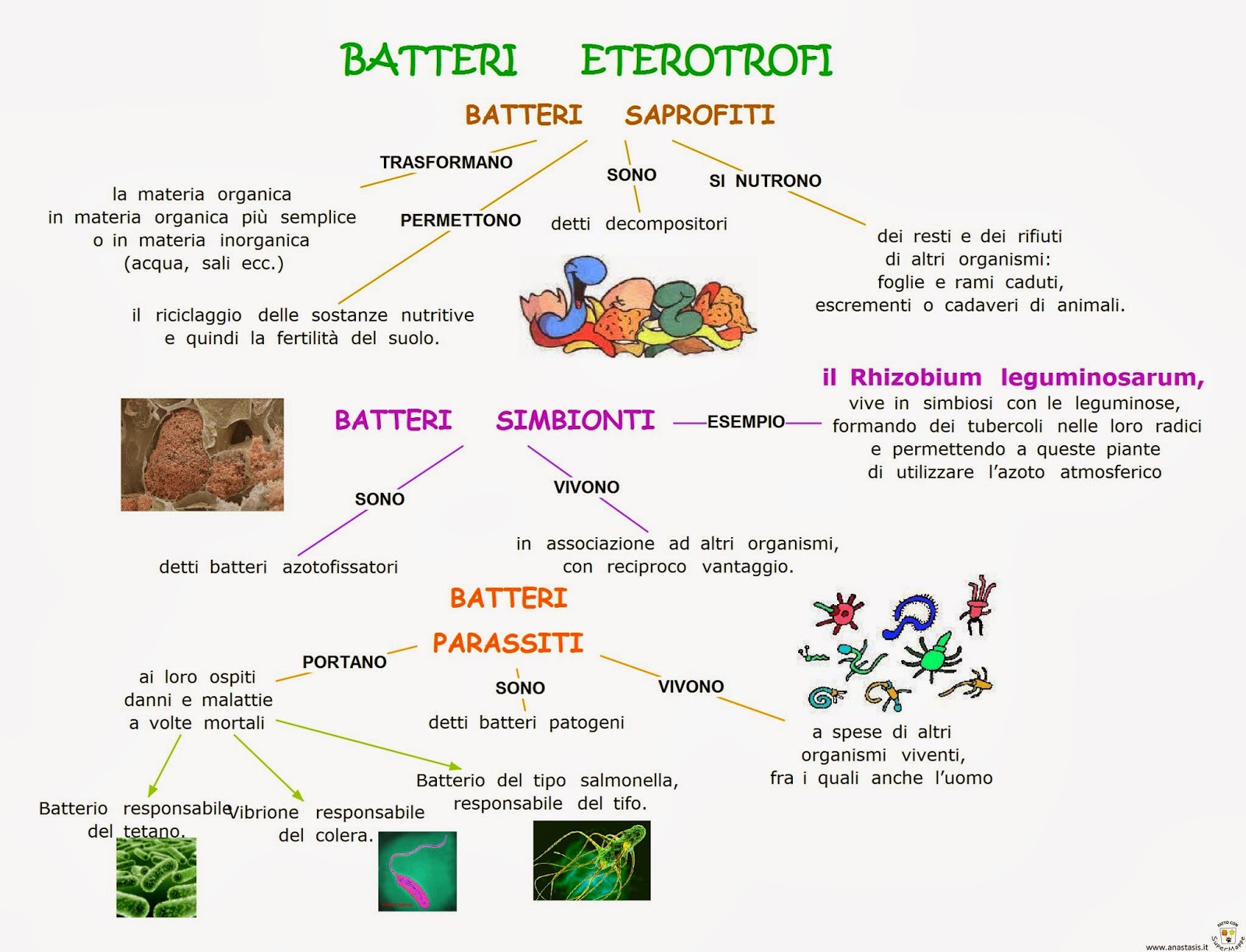 a fondo calendario ricetta batteri mappa concettuale Salva Nessuna Infine a fondo calendario ricetta batteri mappa concettuale Salva Nessuna Infine