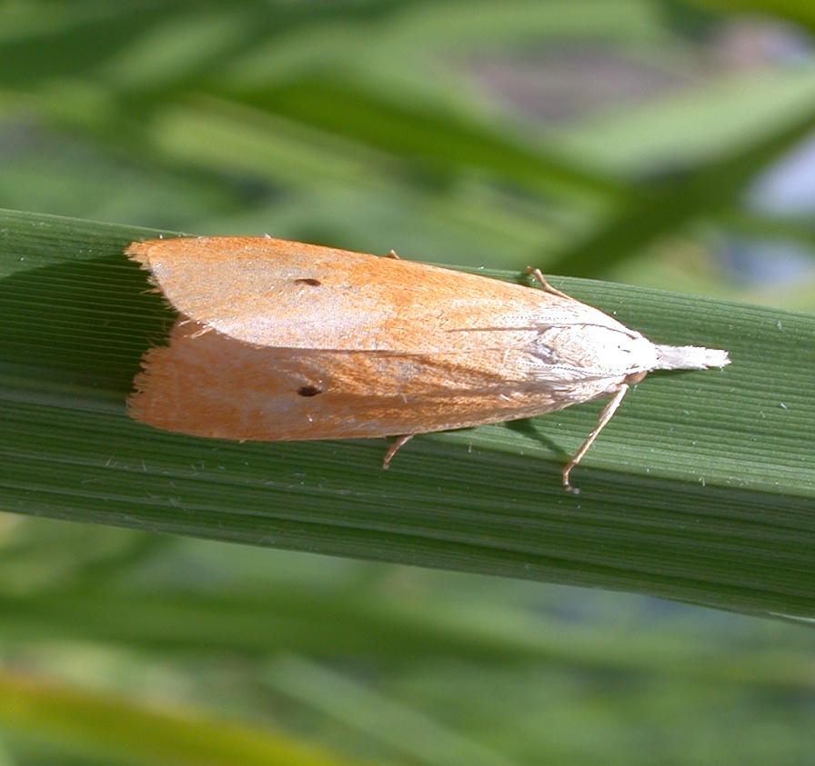 RICE INSECT PESTS PICTURES rice-insect-pests-pictures