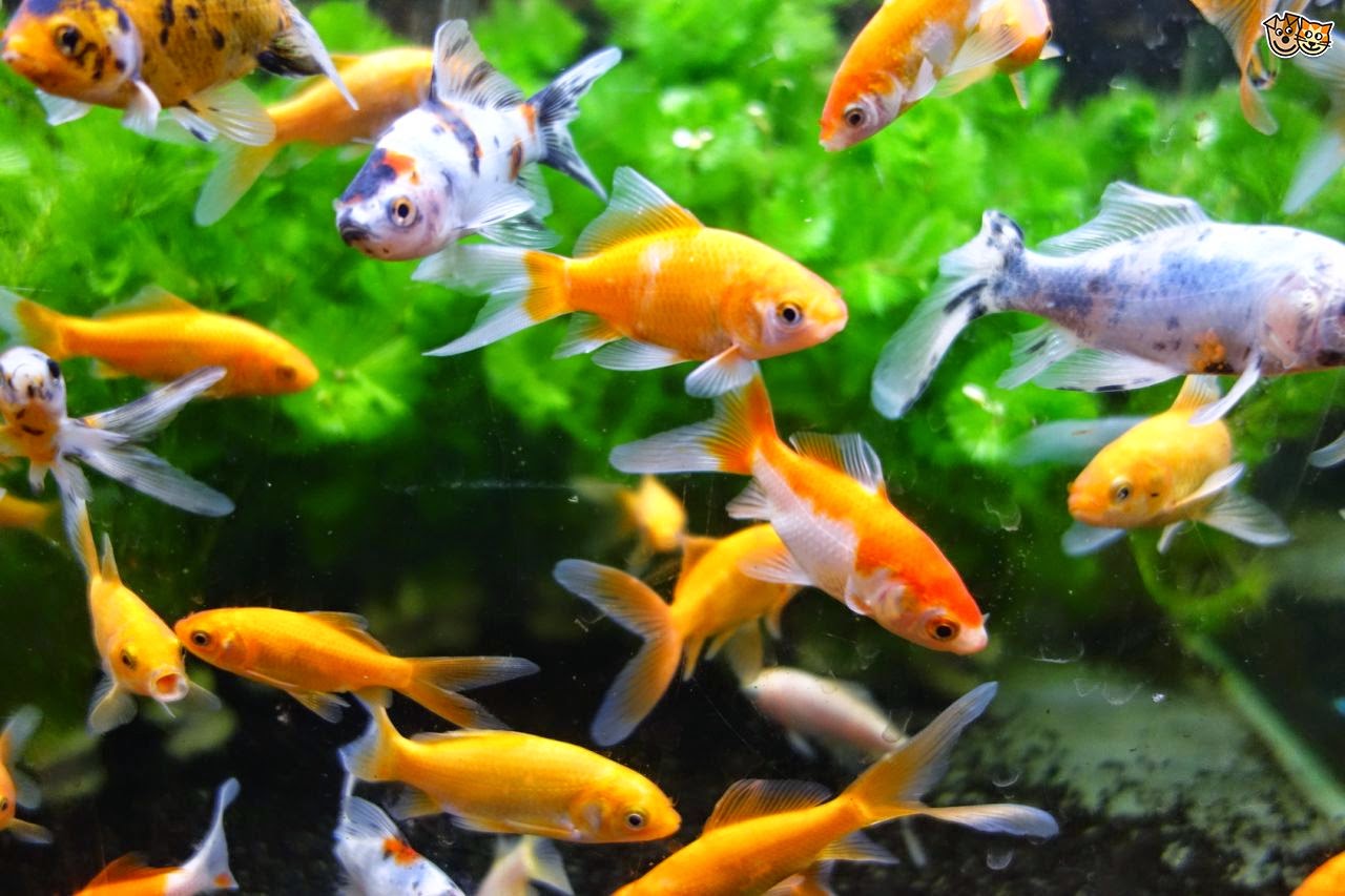 4 Of The Best Starter Pets For Kids Fun Animals Wiki Videos 4-of-the-best-starter-pets-for-kids-fun-animals-wiki-videos