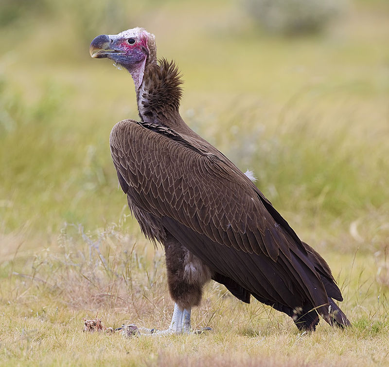 Rosa Rubicondior: Does God Hate Vultures Too? Rosa Rubicondior: Does God Hate Vultures Too?