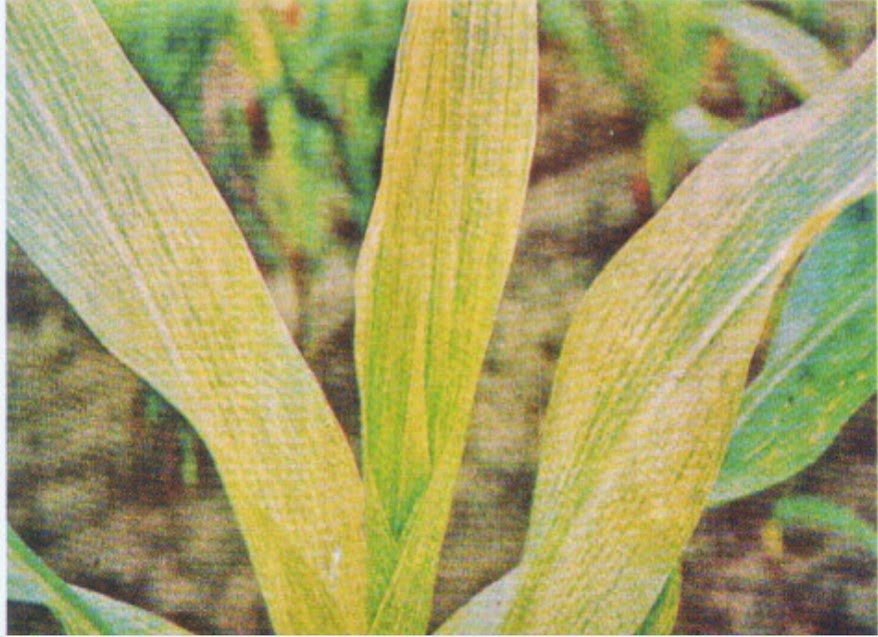 adera irawan says Agriculture: Virus Mosaik Kerdil Jagung (Maize Dwarf ... adera irawan says Agriculture: Virus Mosaik Kerdil Jagung (Maize Dwarf ...