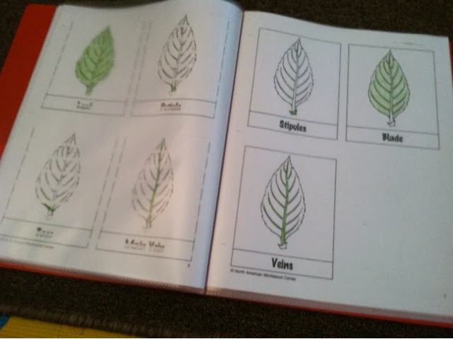 Montessori Botany: Parts of a stem, a leaf, a seed - The Natural Homeschool