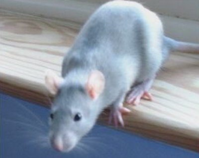 Blue Fancy Rat