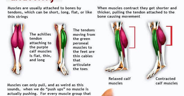 Drawsh: How Muscles Work