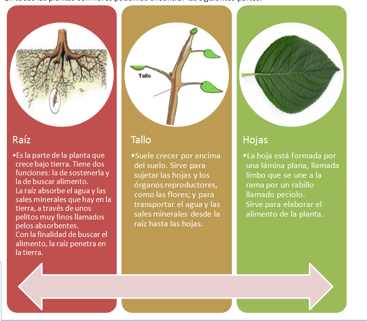 Maestro San Blas: Partes de las plantas