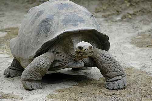 Incredible History 4 You Adwaita Pet Tortoise Of Robert Clive incredible-history-4-you-adwaita-pet-tortoise-of-robert-clive