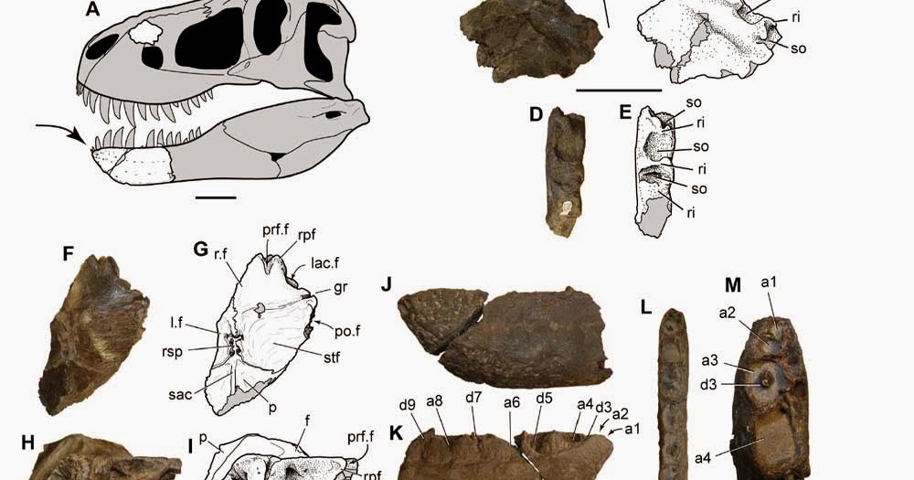 PALAEOBLOG: Nanuqsaurus hoglundi, A New Tyrannosaur from Alaska PALAEOBLOG: Nanuqsaurus hoglundi, A New Tyrannosaur from Alaska