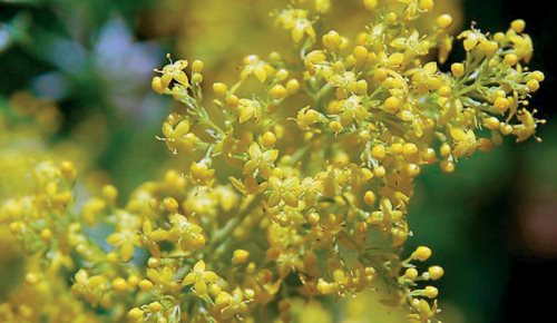 Ivanjsko cvijeće je jako ljekovita biljka – Biljna Ljekarna