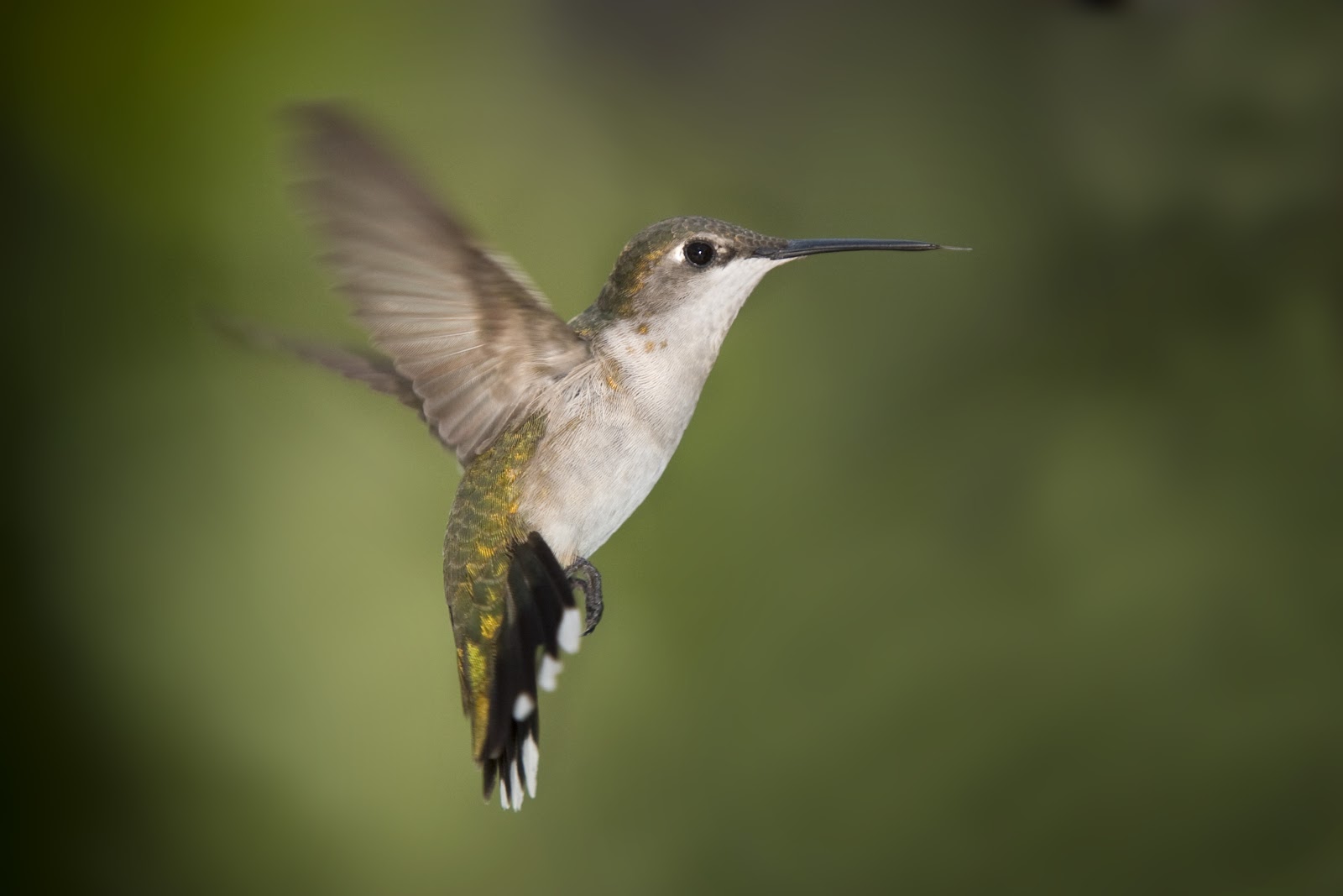 wallpapernarium: Lindo colibrí mostrando su lindo y veloz aleteo que le ... wallpapernarium: Lindo colibrí mostrando su lindo y veloz aleteo que le ...