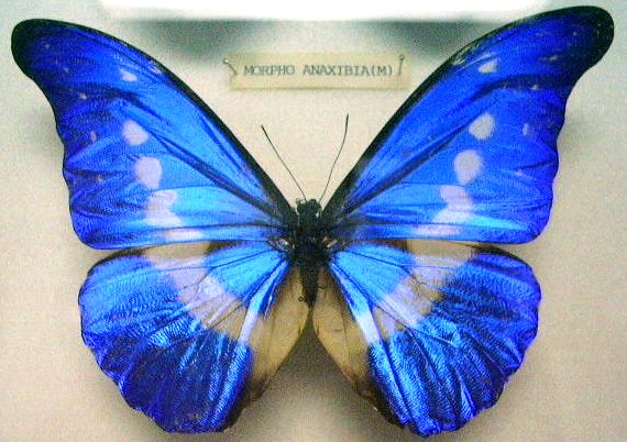 Welcome To The Living World Butterfly Moth Caterpillar Facts welcome-to-the-living-world-butterfly-moth-caterpillar-facts