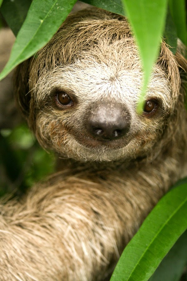 Amazon Rainforest Animals The Three Toed Sloth Amazon Rainforest Animals amazon-rainforest-animals-the-three-toed-sloth-amazon-rainforest-animals