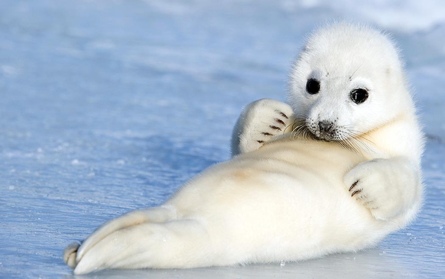 The Harp Seal Cute Animal Animals Lover the-harp-seal-cute-animal-animals-lover