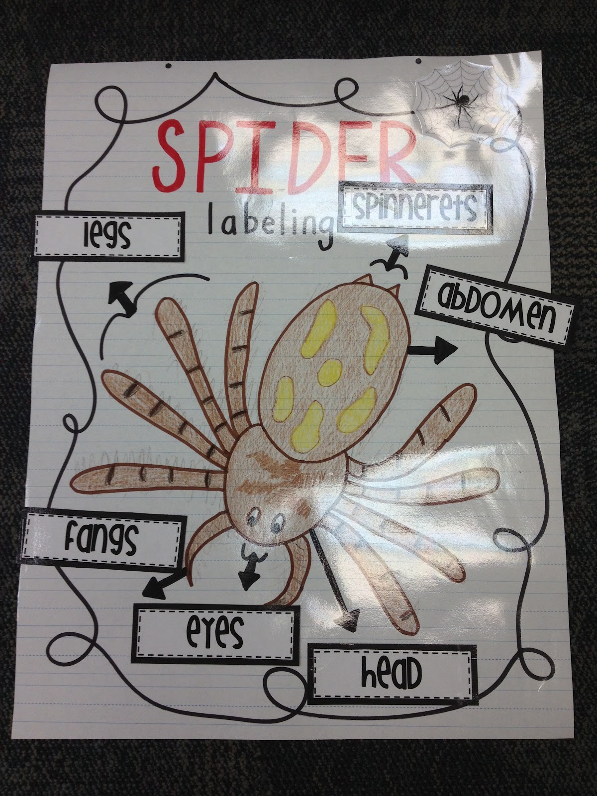 Teaching With Terhune: Spider Unit
