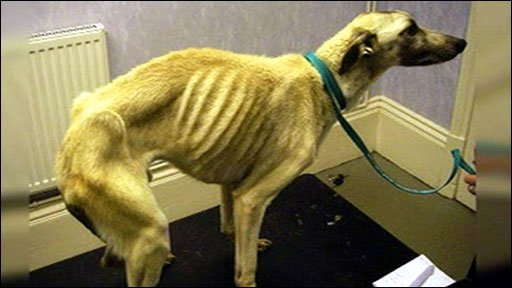 TGGS Citizenship Blog No Animal Deserves To Be Treated Cruelly tggs-citizenship-blog-no-animal-deserves-to-be-treated-cruelly