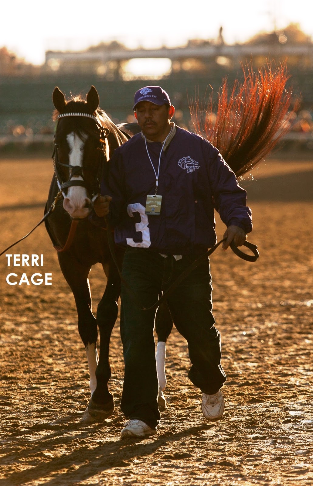 Past the Grandstand: Stallion Feature: After Market and Courageous Cat Past the Grandstand: Stallion Feature: After Market and Courageous Cat