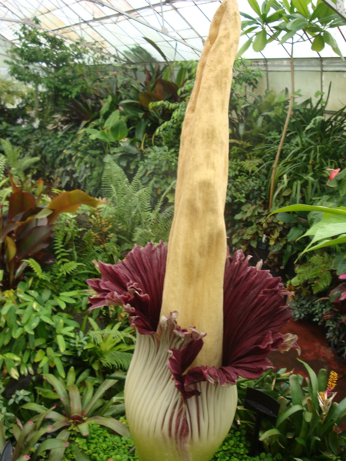 Titan Arum Archives - melbcity.net.aumelbcity.net.au Titan Arum Archives - melbcity.net.aumelbcity.net.au