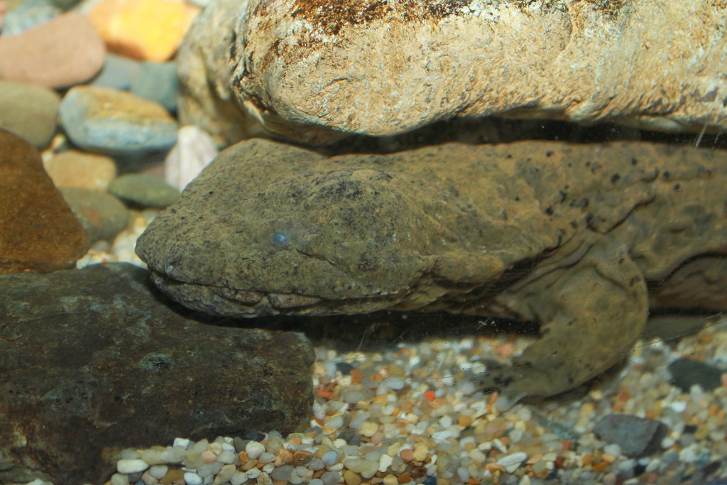 Real Monstrosities: Hellbender