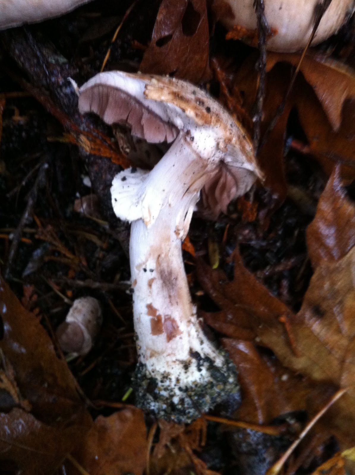 100 Mushrooms on Vancouver Island: Meadow Mushroom? Agaricus campestris 100 Mushrooms on Vancouver Island: Meadow Mushroom? Agaricus campestris