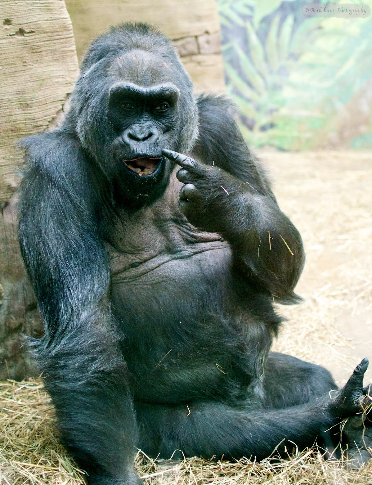 Funny Gorillas Pictures Photos 2012 Funny World funny-gorillas-pictures-photos-2012-funny-world