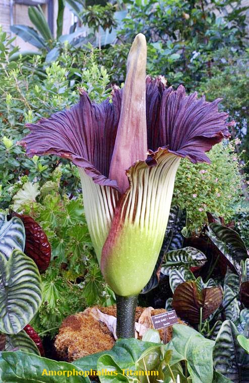 Indoor Outdoor, Edible, Medicinal and Toxic Plants: Amorphophallus ... Indoor Outdoor, Edible, Medicinal and Toxic Plants: Amorphophallus ...