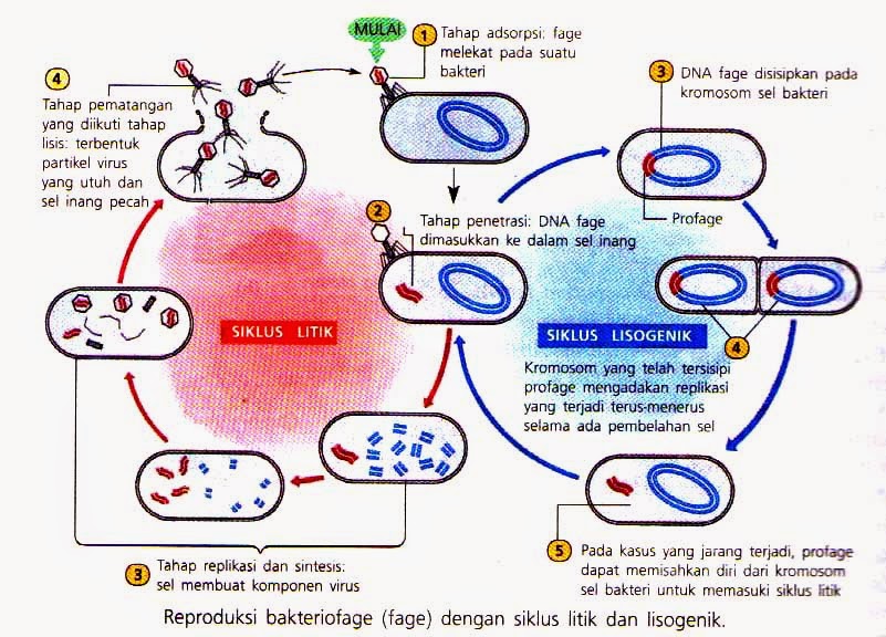 Siklus Hidup Virus Siklus Litik Dan Siklus Lisogenik Biologi | My XXX ... Siklus Hidup Virus Siklus Litik Dan Siklus Lisogenik Biologi | My XXX ...
