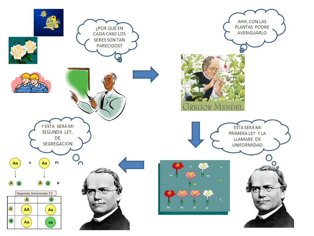 Vida Experimentos Y Leyes De Gregor Mendel - vrogue.co Vida Experimentos Y Leyes De Gregor Mendel - vrogue.co