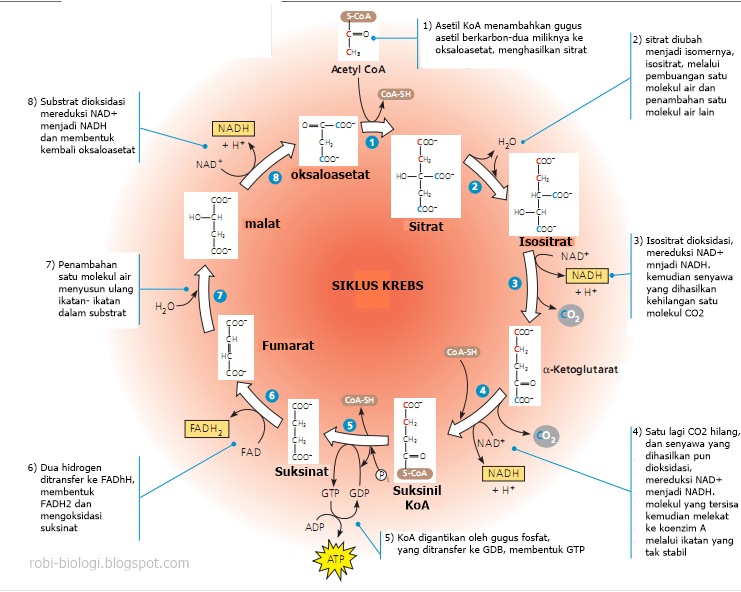 Siklus Krebs - BELAJAR BIOLOGI