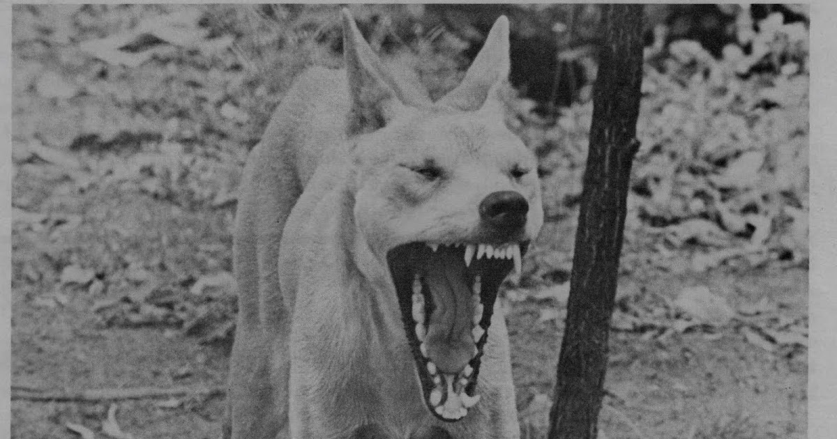 Little Darwin: UNTOLD ASPECTS OF THE AZARIA CHAMBERLAIN CASE -By Peter ...