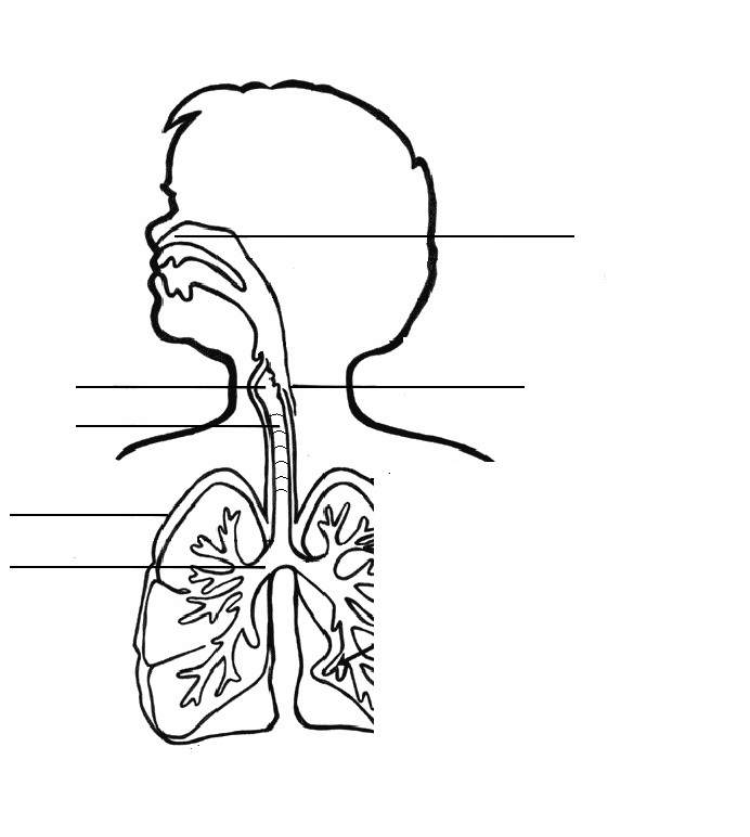 Sistema respiratorio para colorear - Imagui