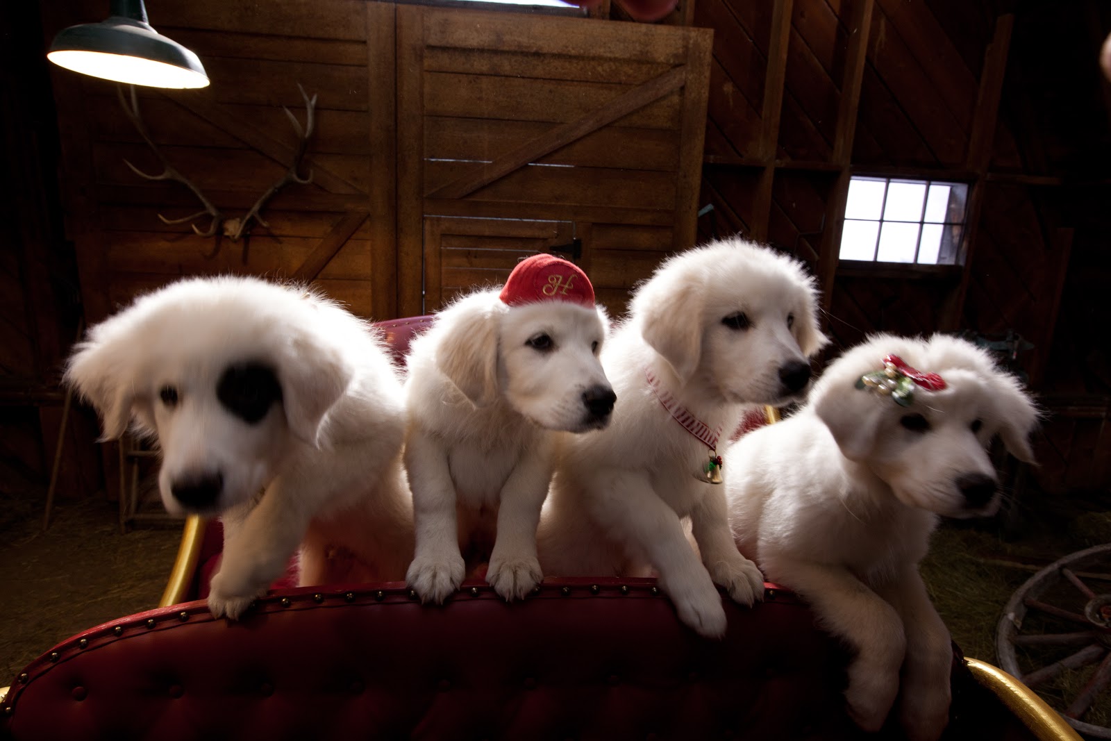 Locomotion Of Expressions review Holiday Gift Guide SANTA PAWS 2 locomotion-of-expressions-review-holiday-gift-guide-santa-paws-2